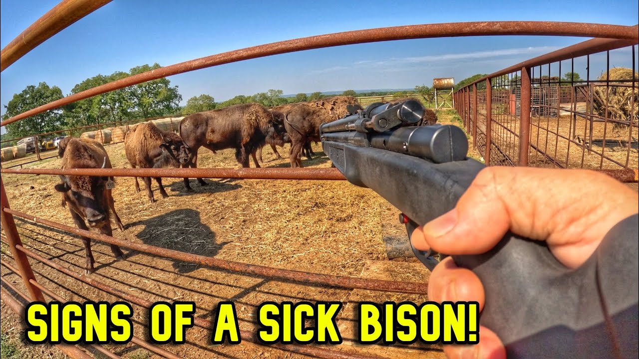 This Is How Bison Avoid Predators! - YouTube