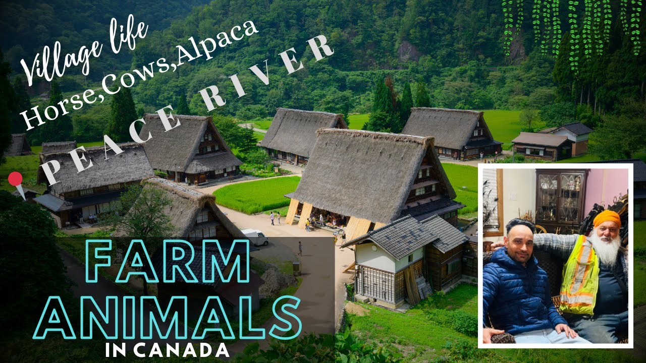 Peace river🇨🇦 Alberta| Village Life| Farm animals| Rural area| - YouTube
