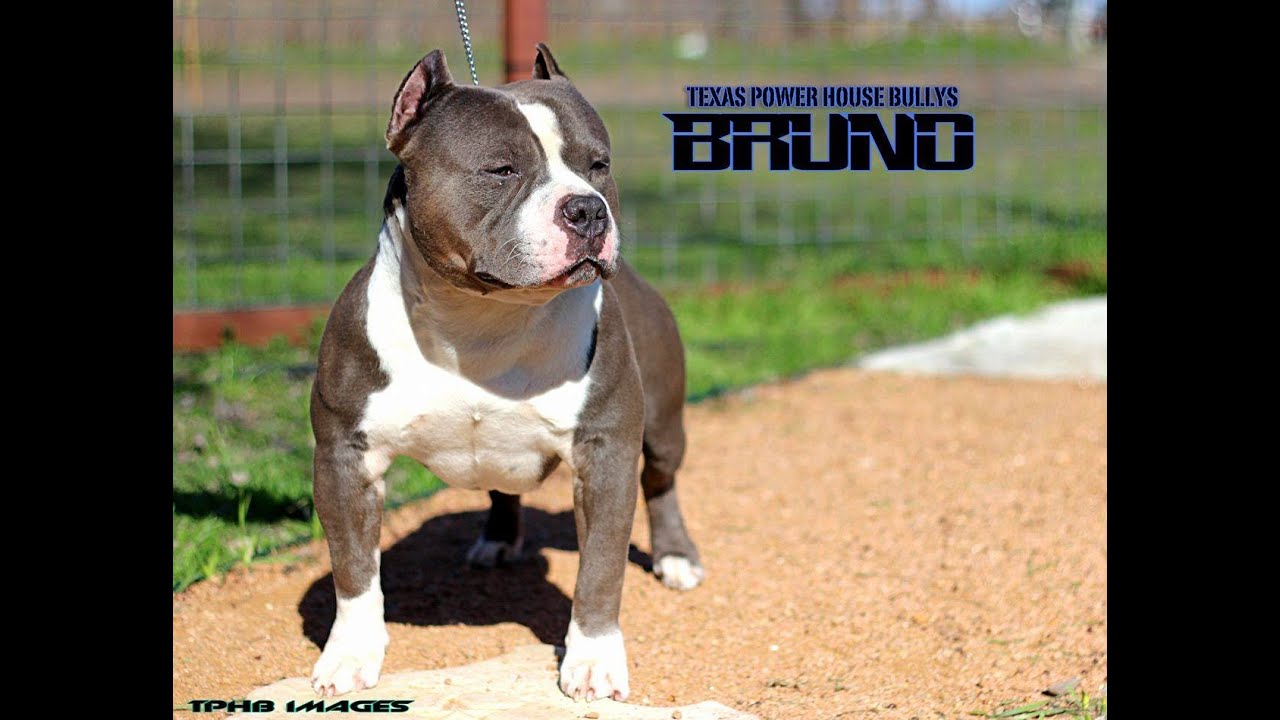 Texas Bully Dog Kennel