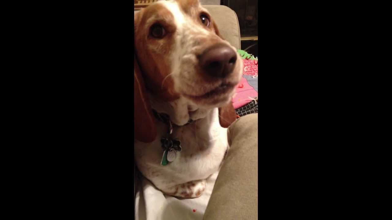 Linus the Basset Hound - Howling and Talking - YouTube