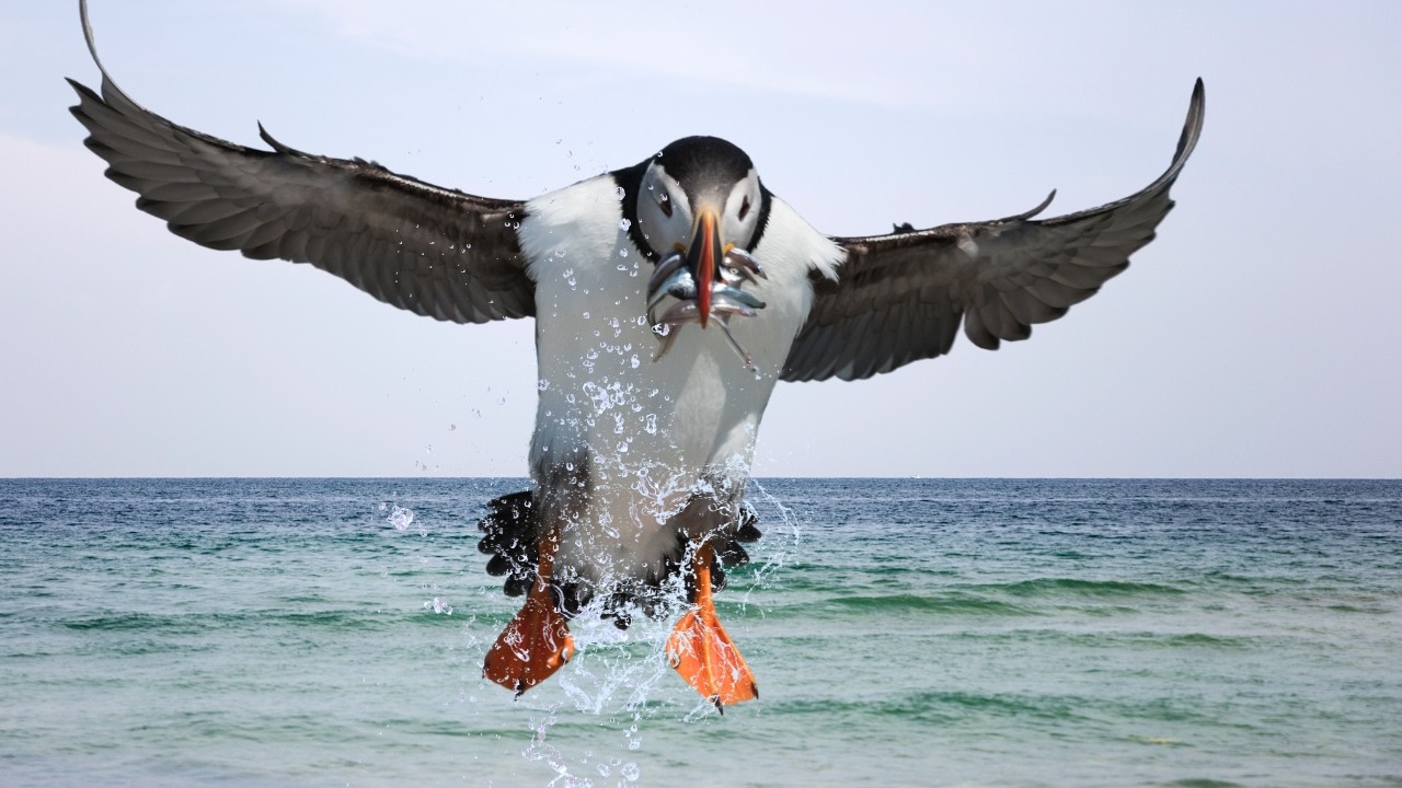 Puffin Hunts Fish to Feed Its Chick - YouTube