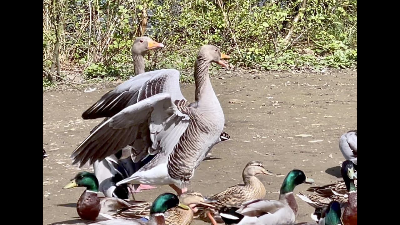 Ducks Quack, Geese Cackle, Coots Grunt - YouTube