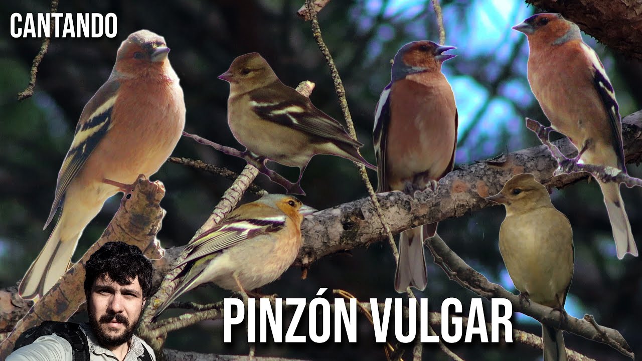 Pinzón vulgar CANTANDO 4K (Fringilla coelebs) Chaffinch, Tentilhão ...