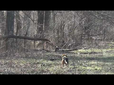 Sight Chasing a  Rabbit - A.R.H.A. Little Pack Frield Trial