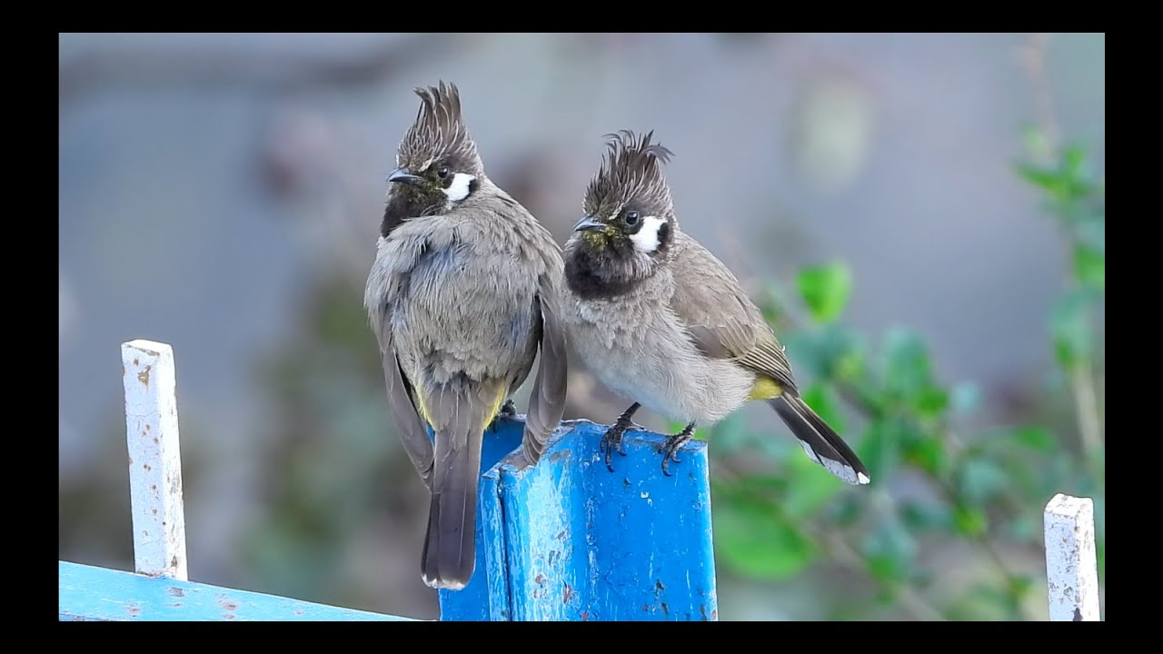 Himalayan Bulbul/ White Cheeked Bulbul - YouTube