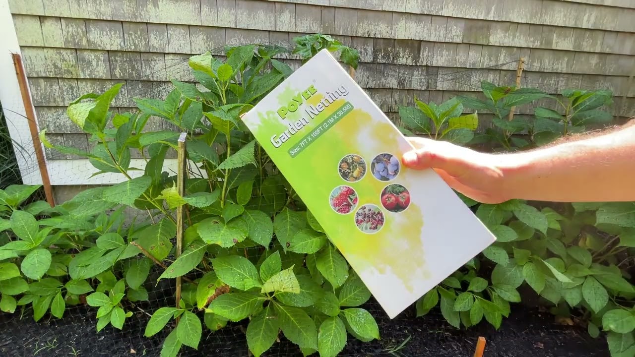 How To Protect Hydrangeas From Deer With Netting YouTube How To Protect Hydrangeas From Deer With Netting YouTube