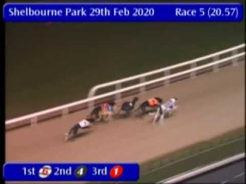 IGB - We Race Four Nights A Week A0 29/02/2020 Race 5 - Shelbourne Park ...