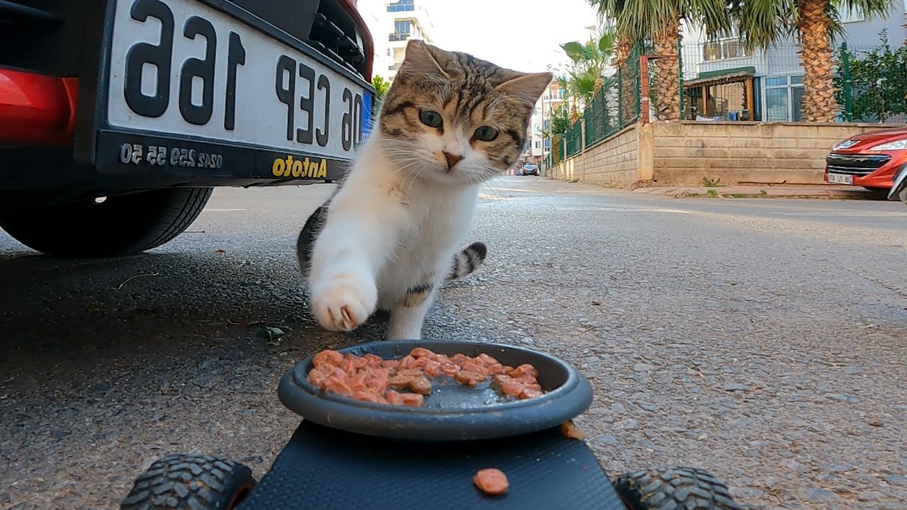 Robot brought food for a stray cat, the cat got a delicious surprise ...