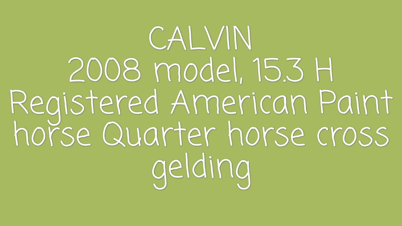 Sky High Equestrian Center presents: “CALVIN” - YouTube