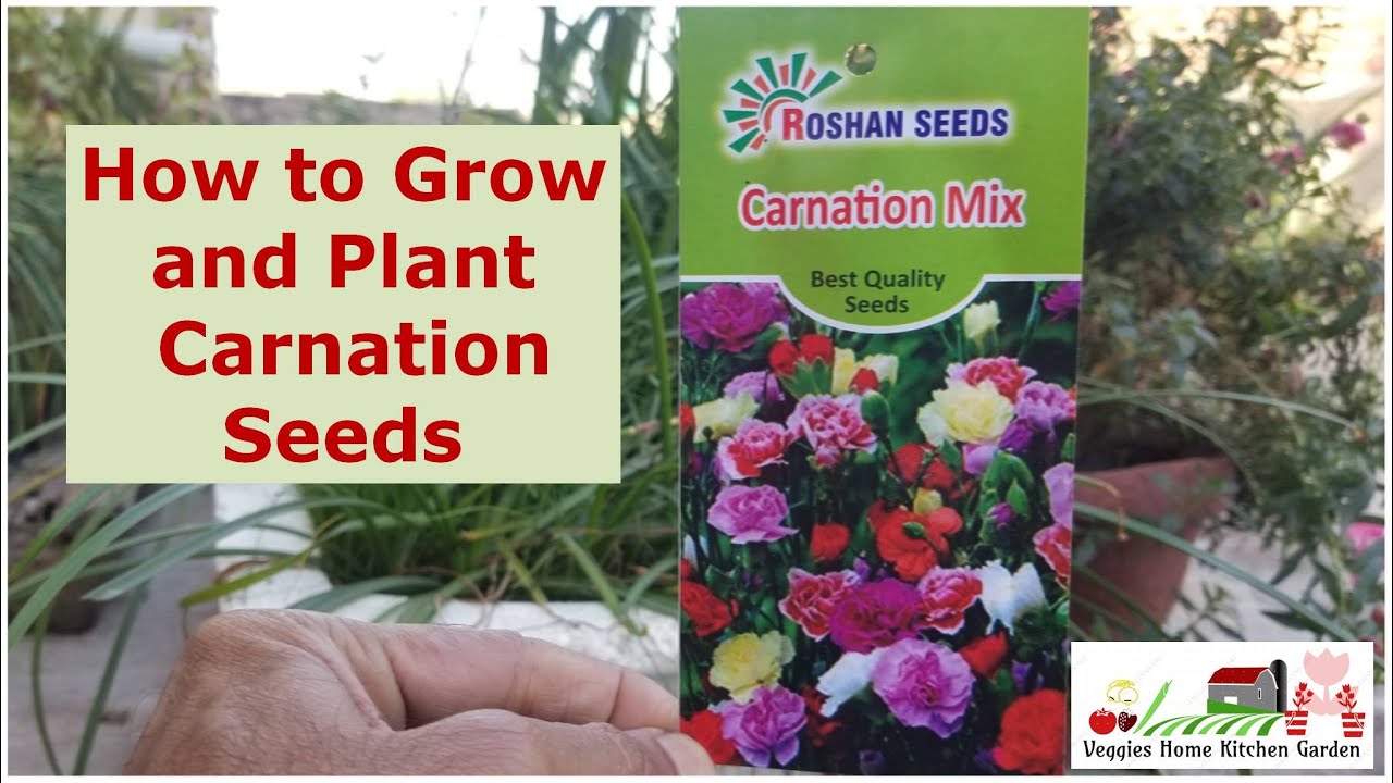 How to Grow and Plant #Carnation Seeds tips at @AsimGarden | Dianthus ...