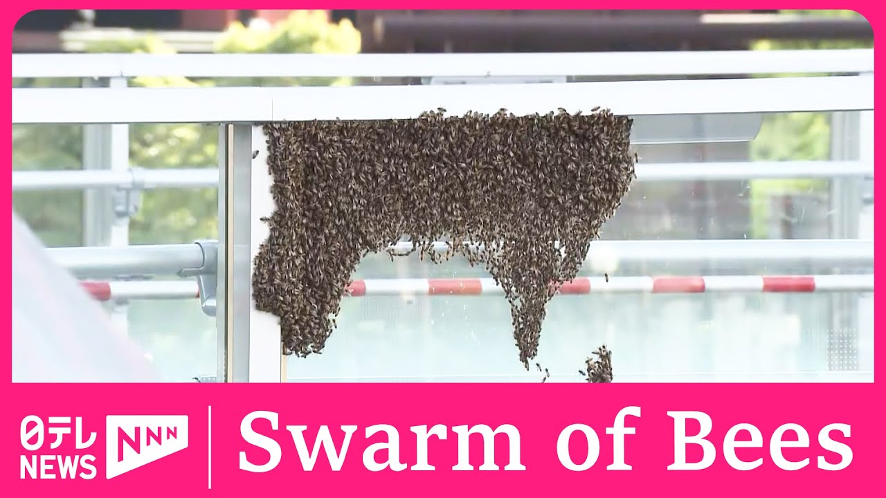 Swarm of bees surprises people in central Tokyo - YouTube