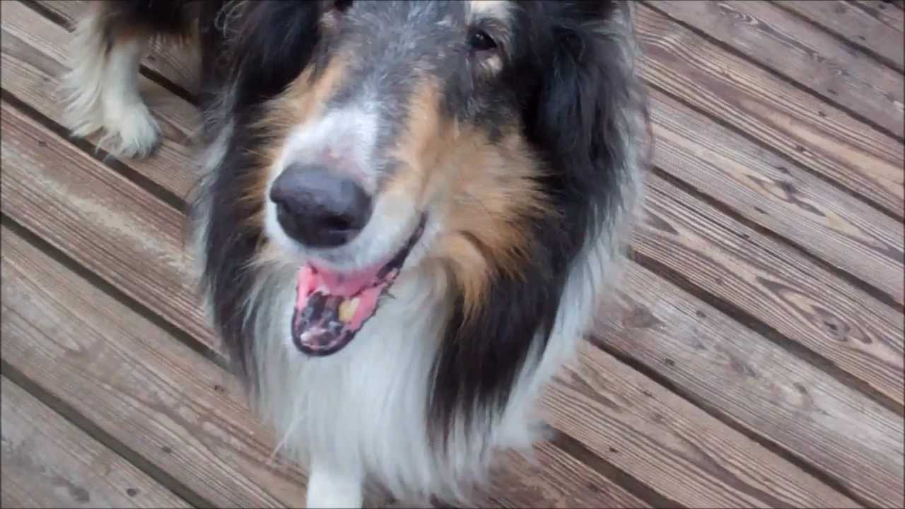 Hear Devocalized Show Dog - YouTube