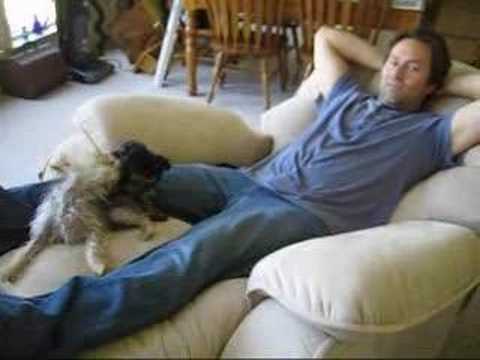 Yorkie puppies at 10 weeks - 3 - YouTube