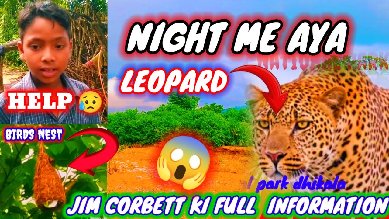 Rat me aya leopard jim Corbett ki full information - YouTube