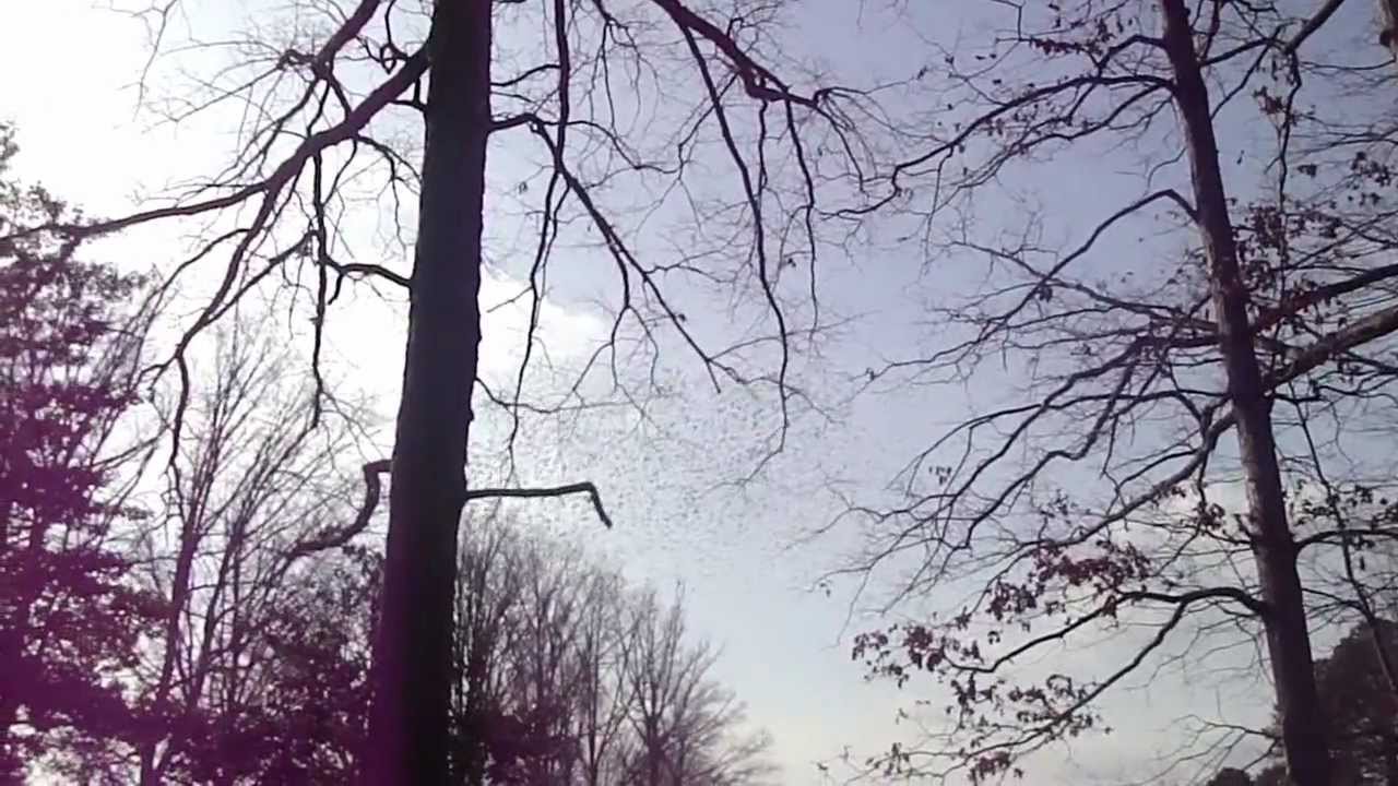 Thousands of birds taking flight - so Awesome!! - YouTube