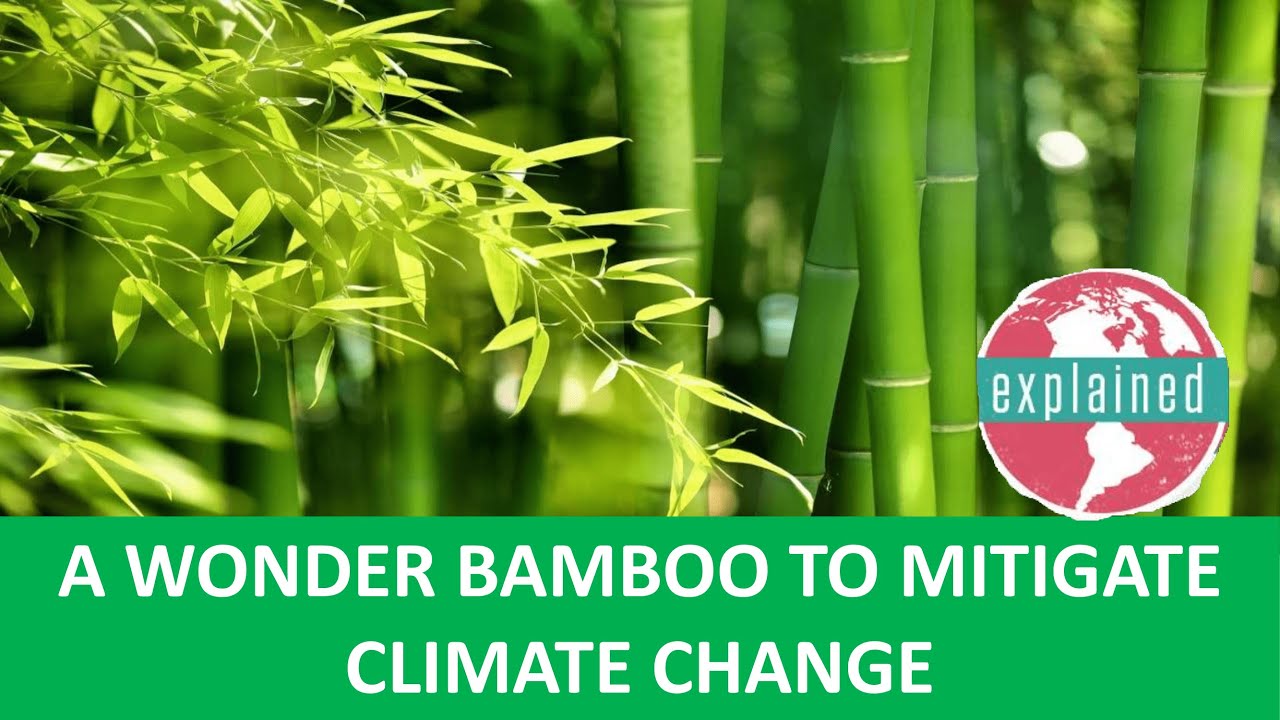Beema Bamboo by Growmore Biotech Ltd. - The wonder plant to mitigate ...