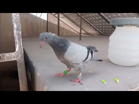 Blue bar racer pigeon #kalapati #homar - YouTube
