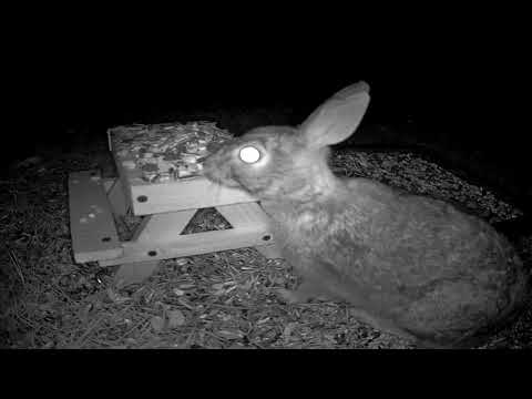Even the Rabbits are Enjoying the Picnic Table! - YouTube
