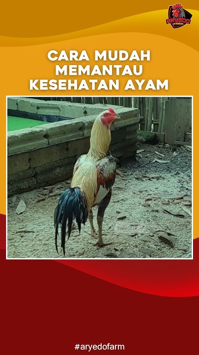 Cara Mudah Memantau Kesehatan Ayam - Peternak Pemula Wajib Tahu! - YouTube