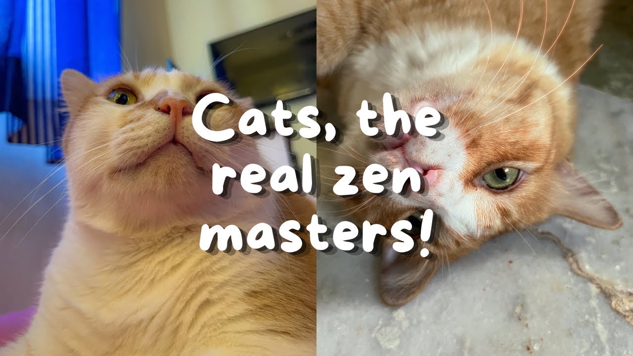 Cats 🐱 the real zen masters ☯️ - YouTube