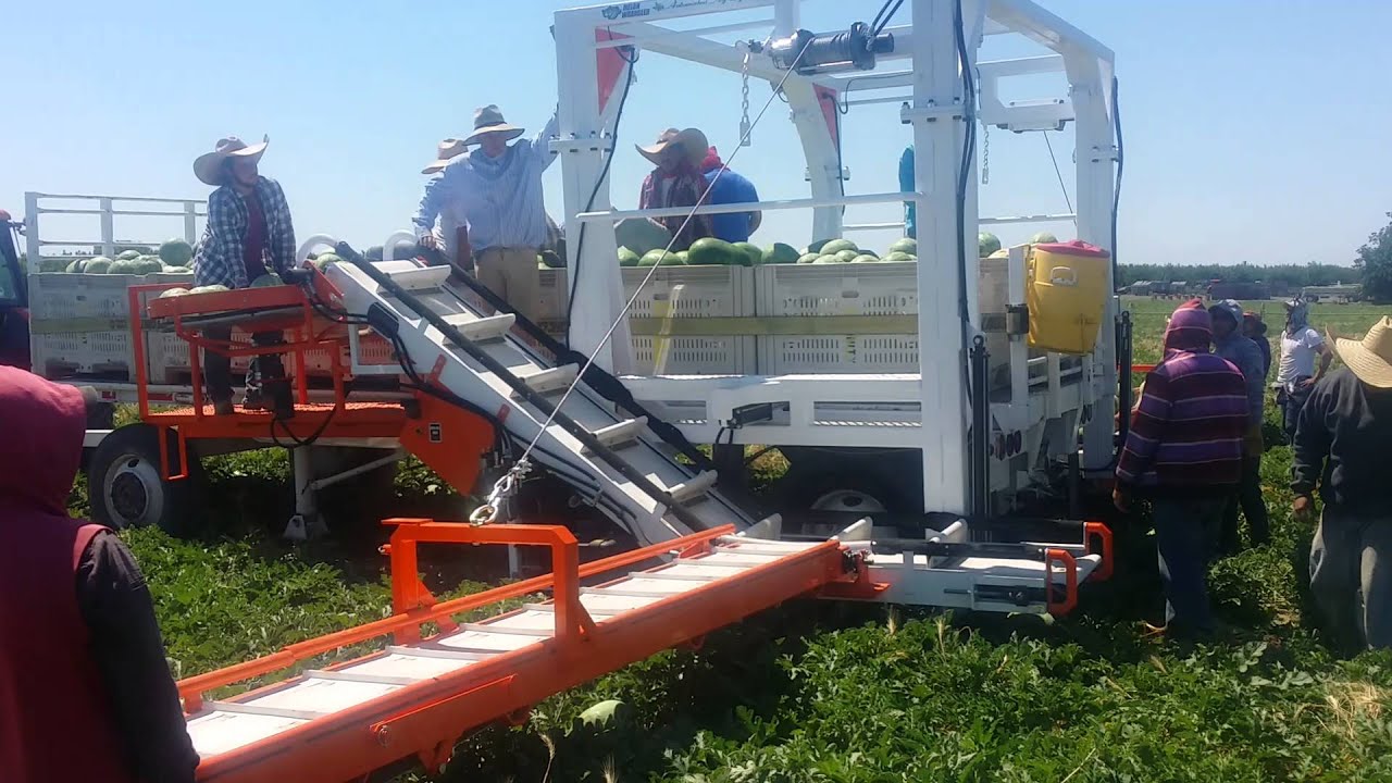 Automated Ag Watermelon harvester - YouTube