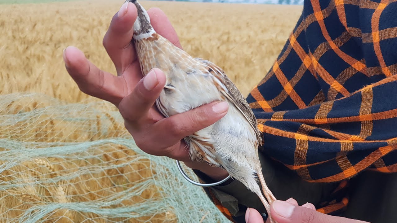 Batair Ka Shikar | Quail Hunting In Pakistan | Latest Bird Hunting In ...