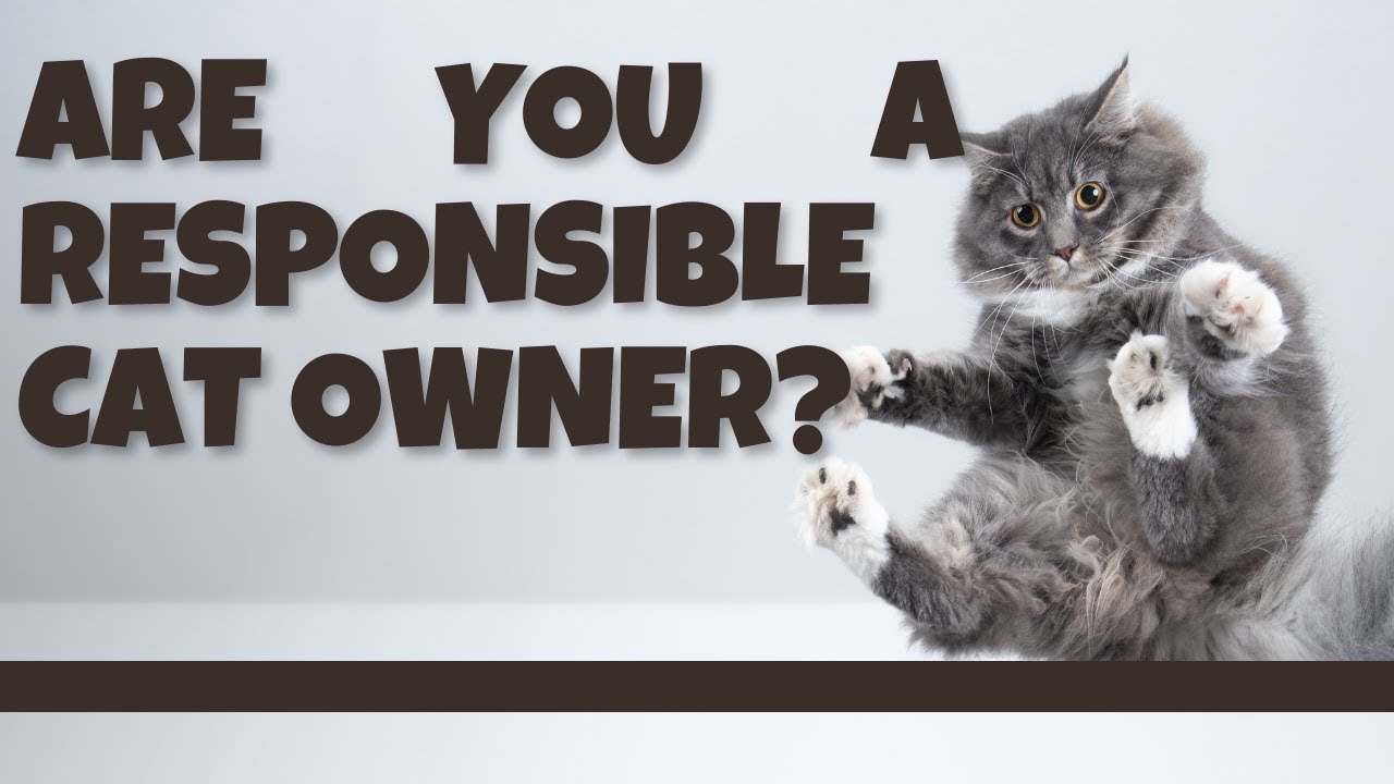 Responsible cat ownership - YouTube