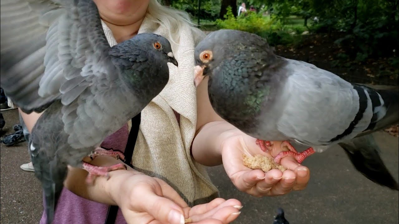 Pigeons use humans as podiums to fight and eat - YouTube