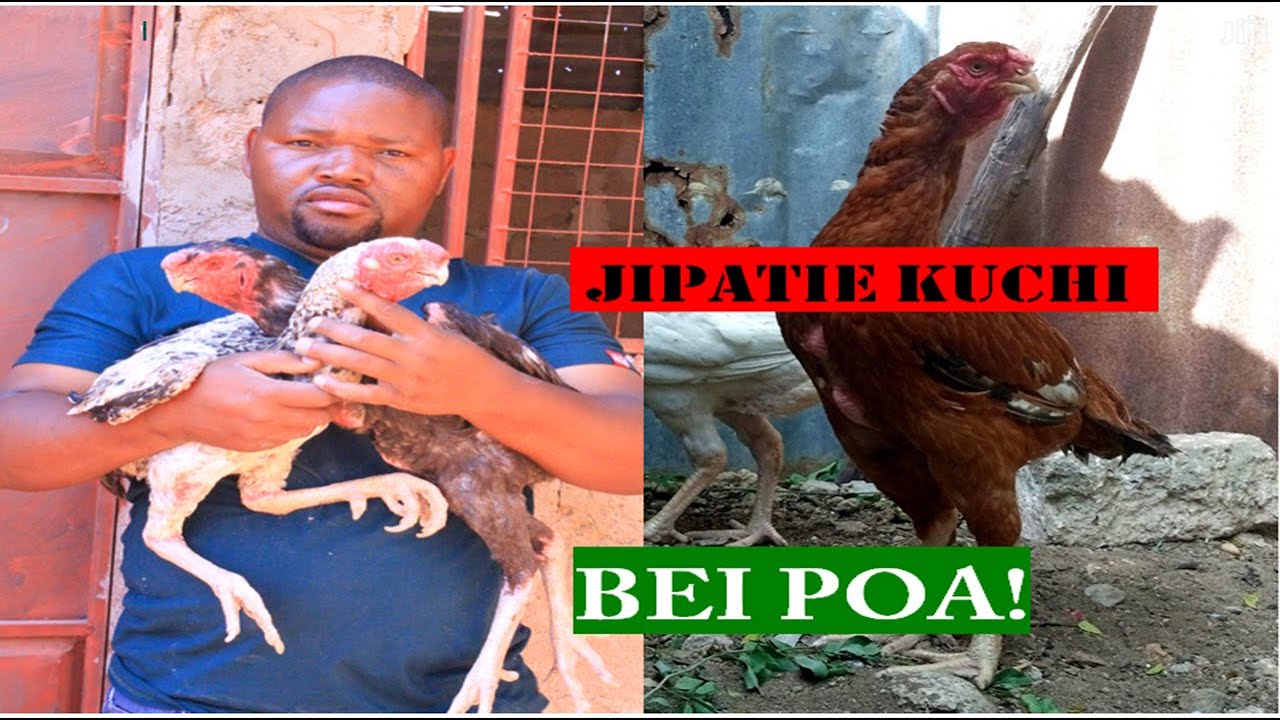 KUKU KUCHI:kuku AINA ya KUCHI wanapatikana kwa wingi. - YouTube