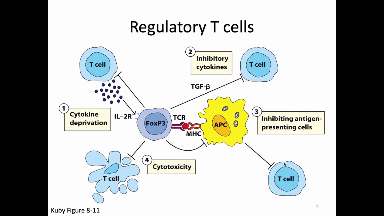 Immunology Fall 2019 Lecture 23: T and B Cell Effector Function - YouTube