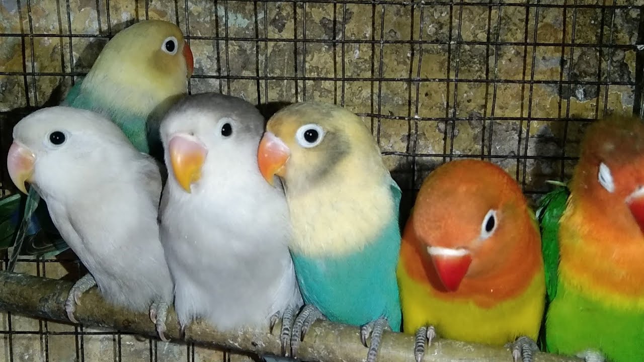 My 2ND Self Feeding And Sami Adult 18 pairs Lovebird Setup. Coming Soon ...