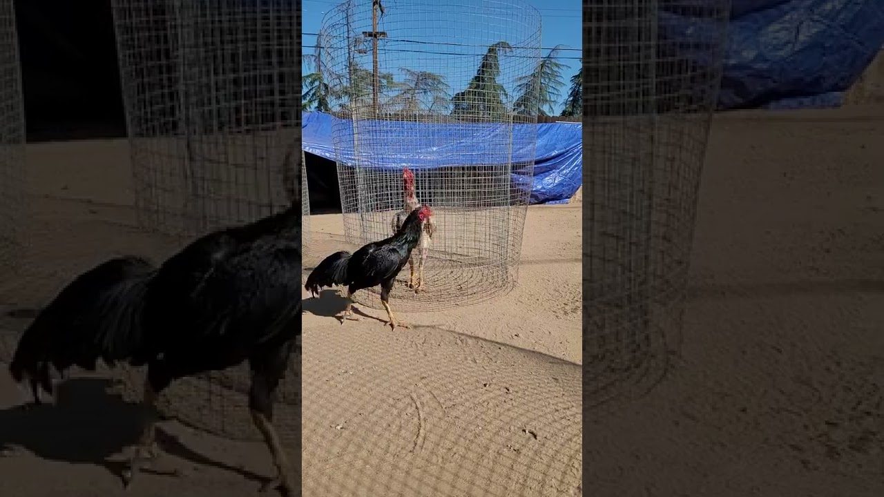 qaib ninja cage run enjoy qaib brother - YouTube