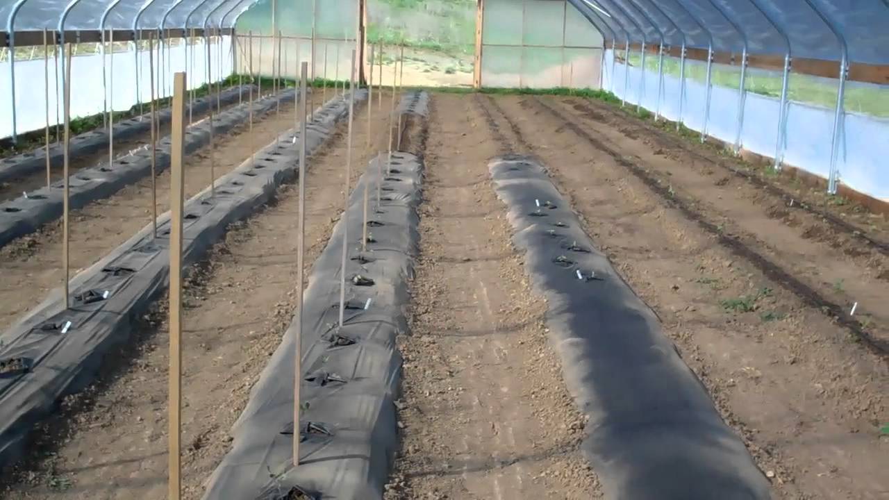 High Tunnel Planting @ Lizonberry Farms - YouTube