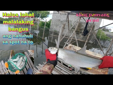 Malalaking bangus ang karamihang nahuhuli dito/Aling panyang pond(@jenrobstv - YouTube