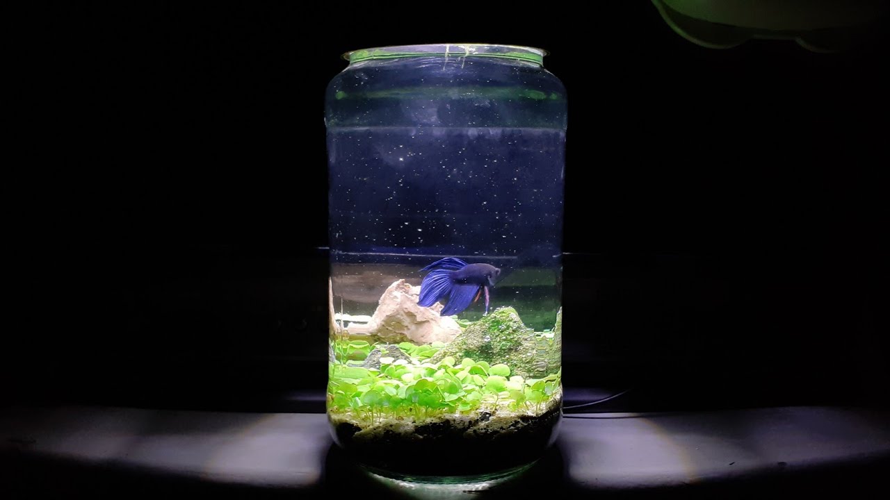 How To Make Home Made Betta Jar Planted Tank No Co2 No Fertz. NO FILTER ...