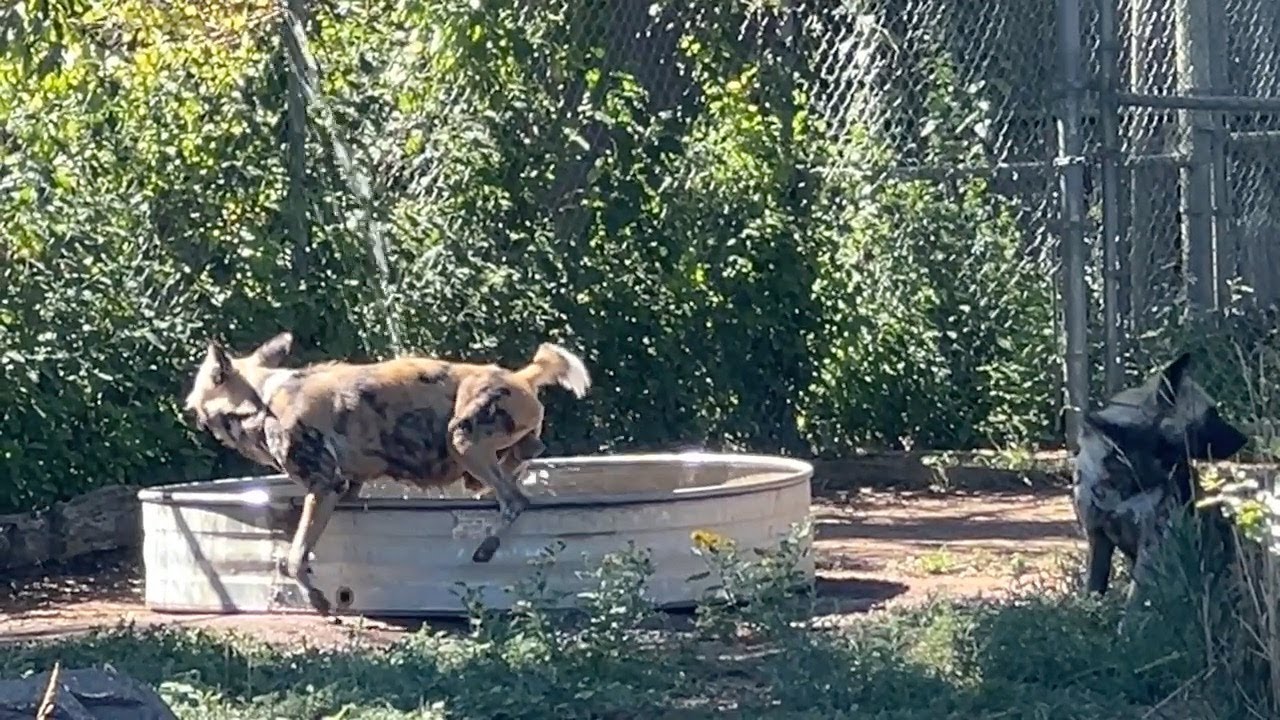 African Wild Dog Enrichment! - YouTube