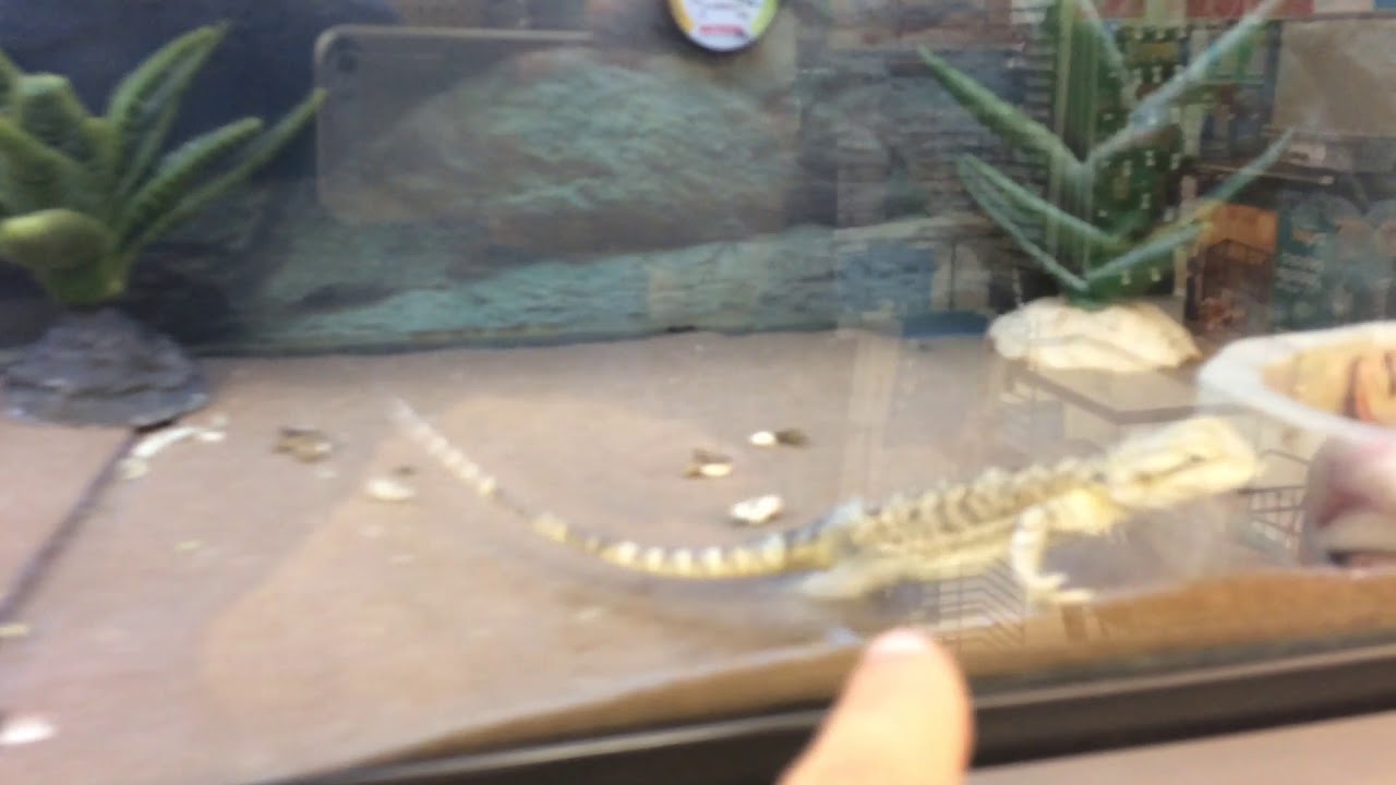 Seeing these neat lizards at this new pet store that opened today - YouTube