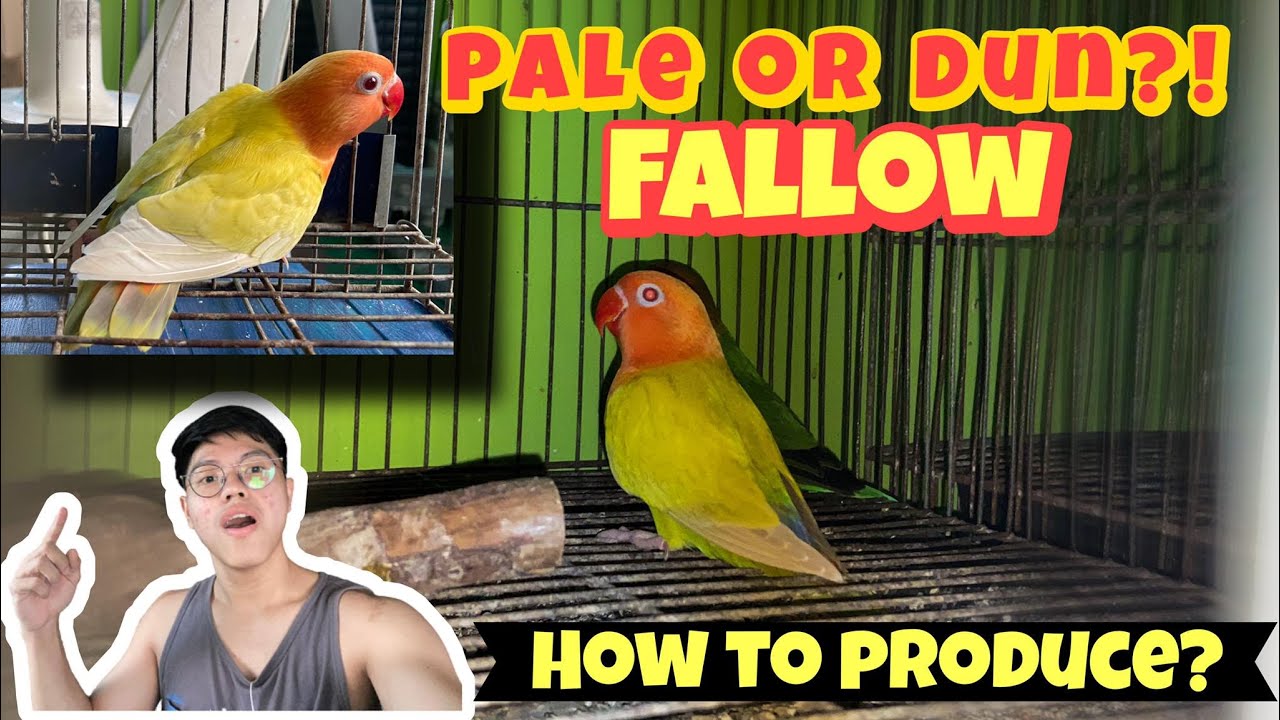 HOW TO PRODUCE PALE FALLOW | DUN FALLOW | SPLIT PALE FALLOW- VLOG 66 ...