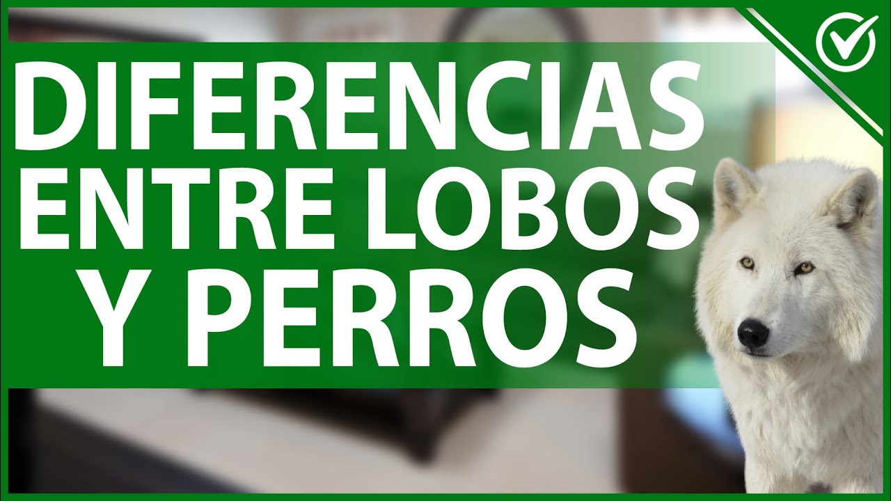 🐕 Perros y Lobos: Diferencias, Similitudes y Características de Cada ...