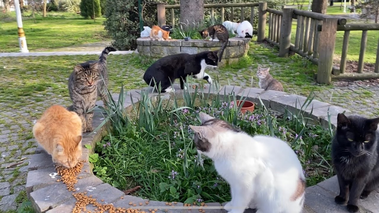 Incredibly beautiful Cats living in the park. I gave them food. 😍 - YouTube