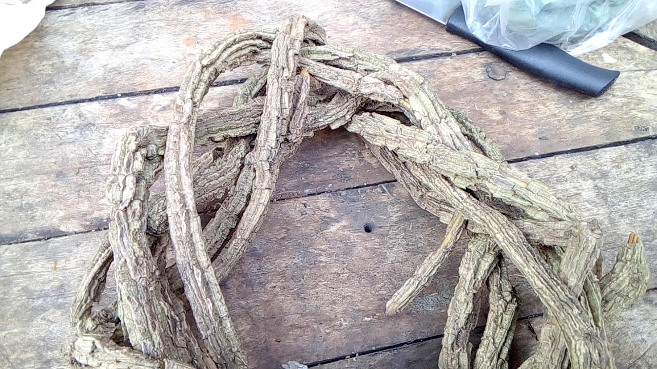 CIPÓ MILOME OU MIL HOMENS - YouTube