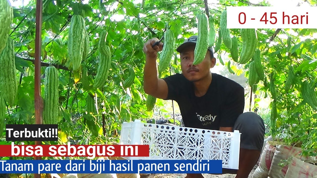 Cara Menanam pare dari biji hasil panen sendiri,hanya dengan bekas ...