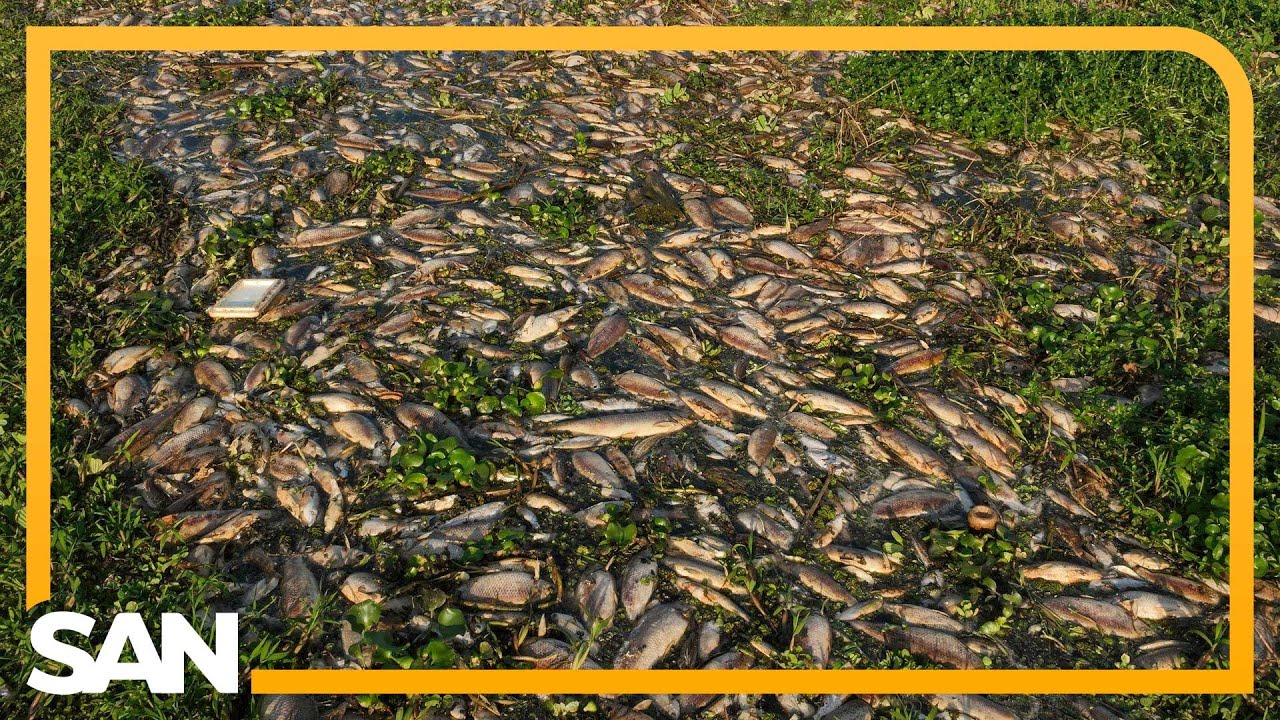 Tons of decomposing fish in Brazil, prosecutors say 1 company is to blame - YouTube