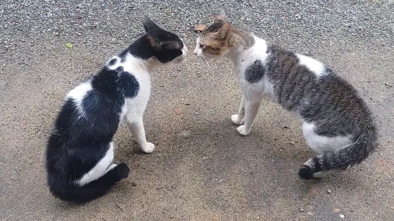 Cats fighting with amazing sounds || Amazing cats fighting sounds ...
