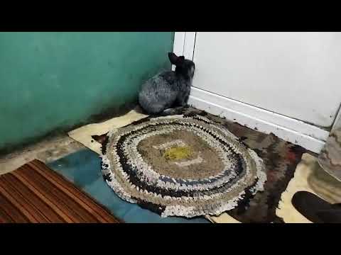 чищу уши кролику