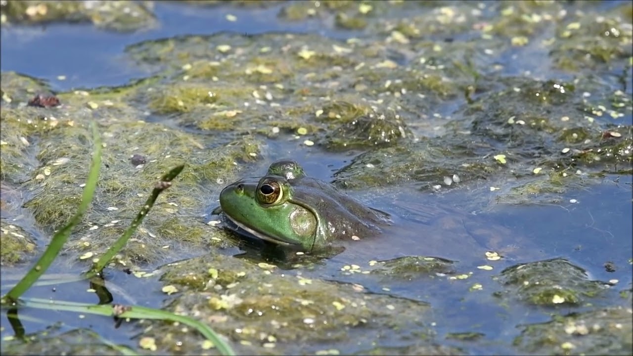 Ouaouaron - Grenouille-taureau - American Bullfrog - YouTube