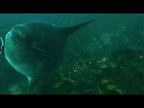 Scuba divers meet one of the world's most bizarre gigantic fish - YouTube