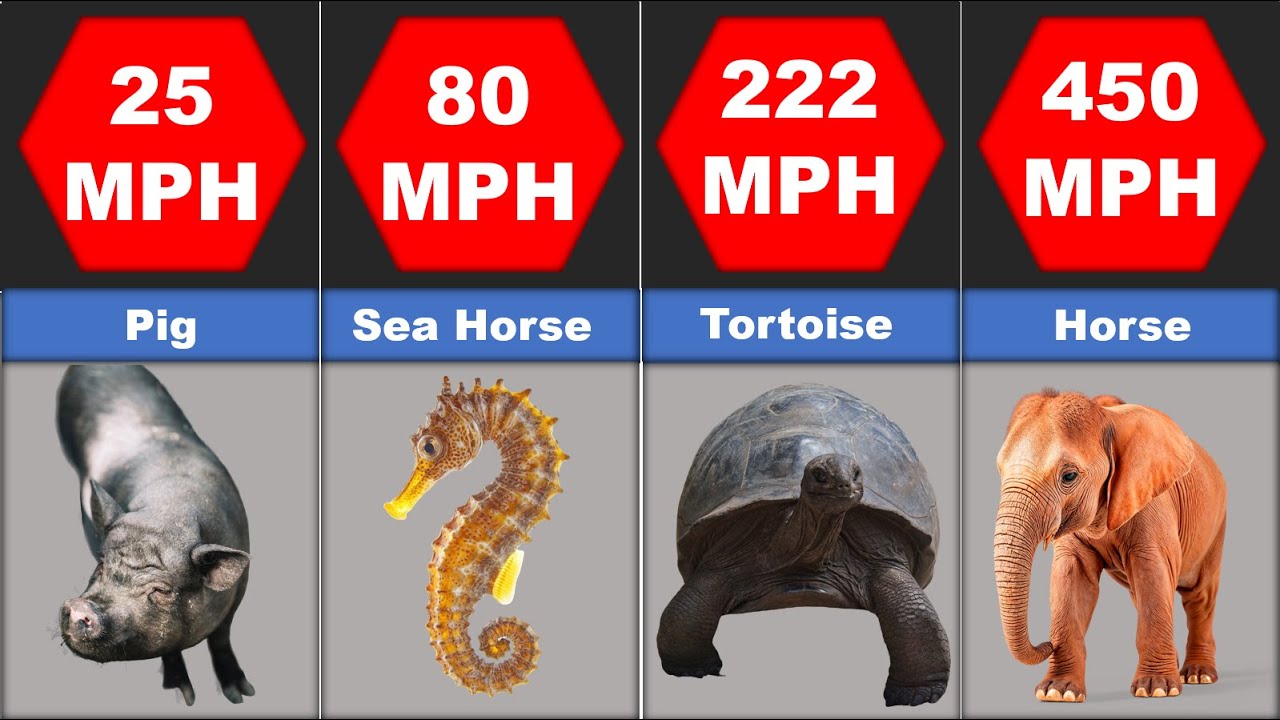 Comparison: Animal Speed - Which Animal is the Fastest? - YouTube
