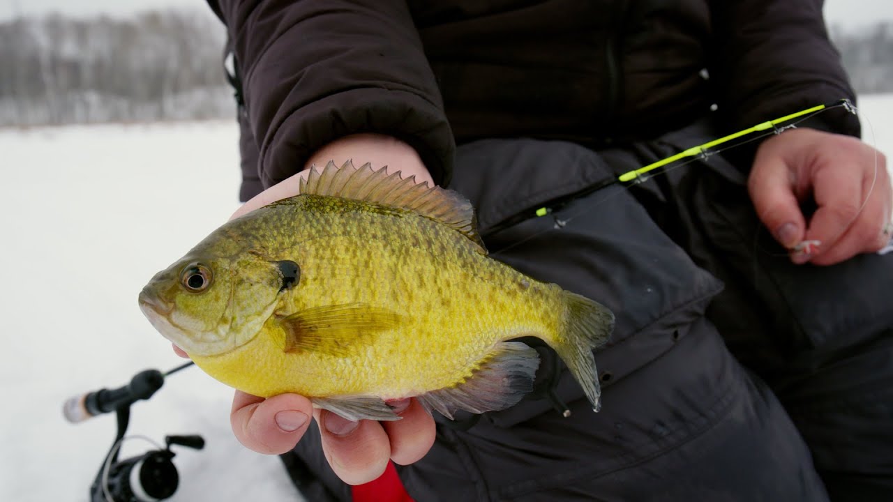 Riding Snowmobile Trails to Secluded Panfish in Northern Minnesota - In ...