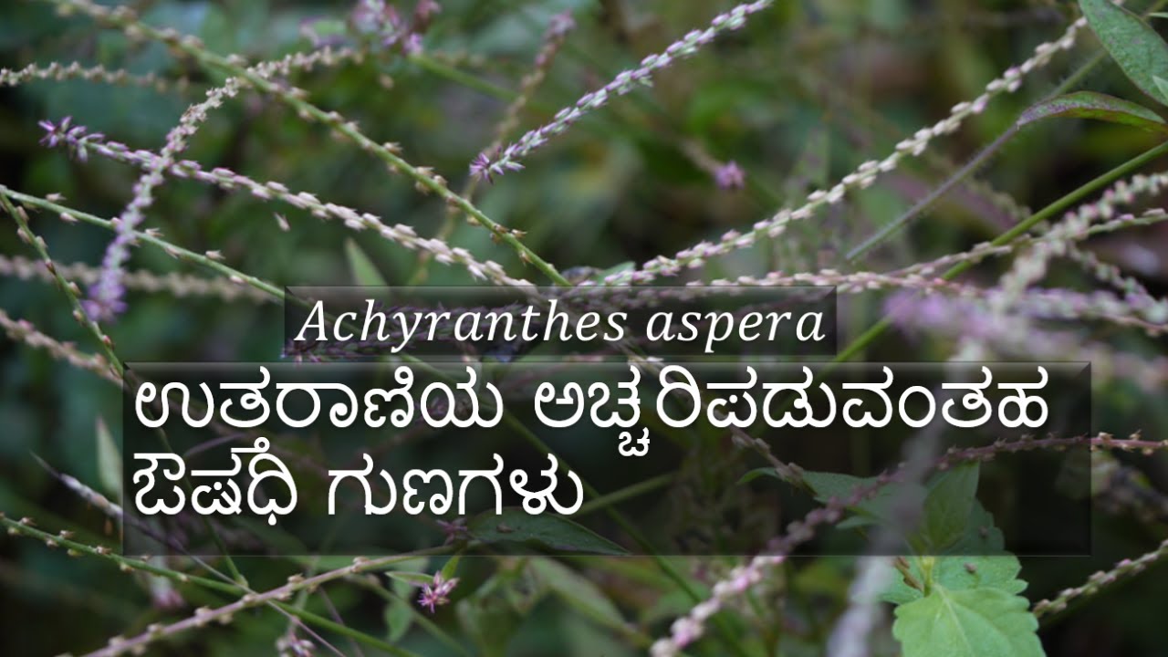 ಉತ್ತರಾಣಿಯ ಔಷಧೀಯ ಗುಣಗಳು uttarani health benefits|health tips kannada new ...